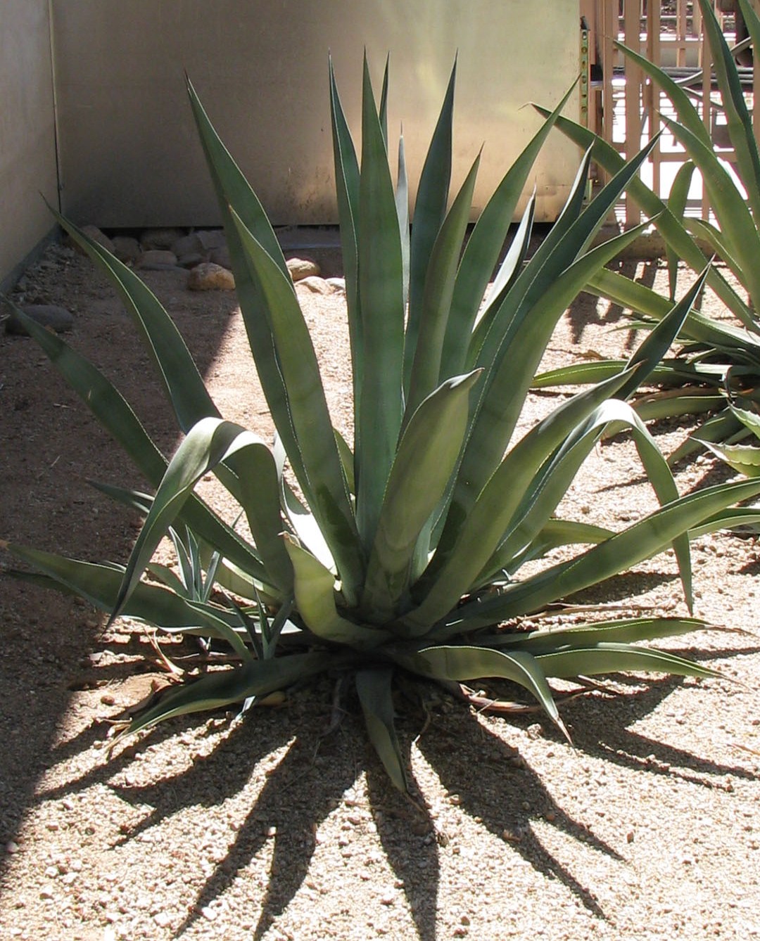 Find Trees & Learn | University of Arizona Campus Arboretum