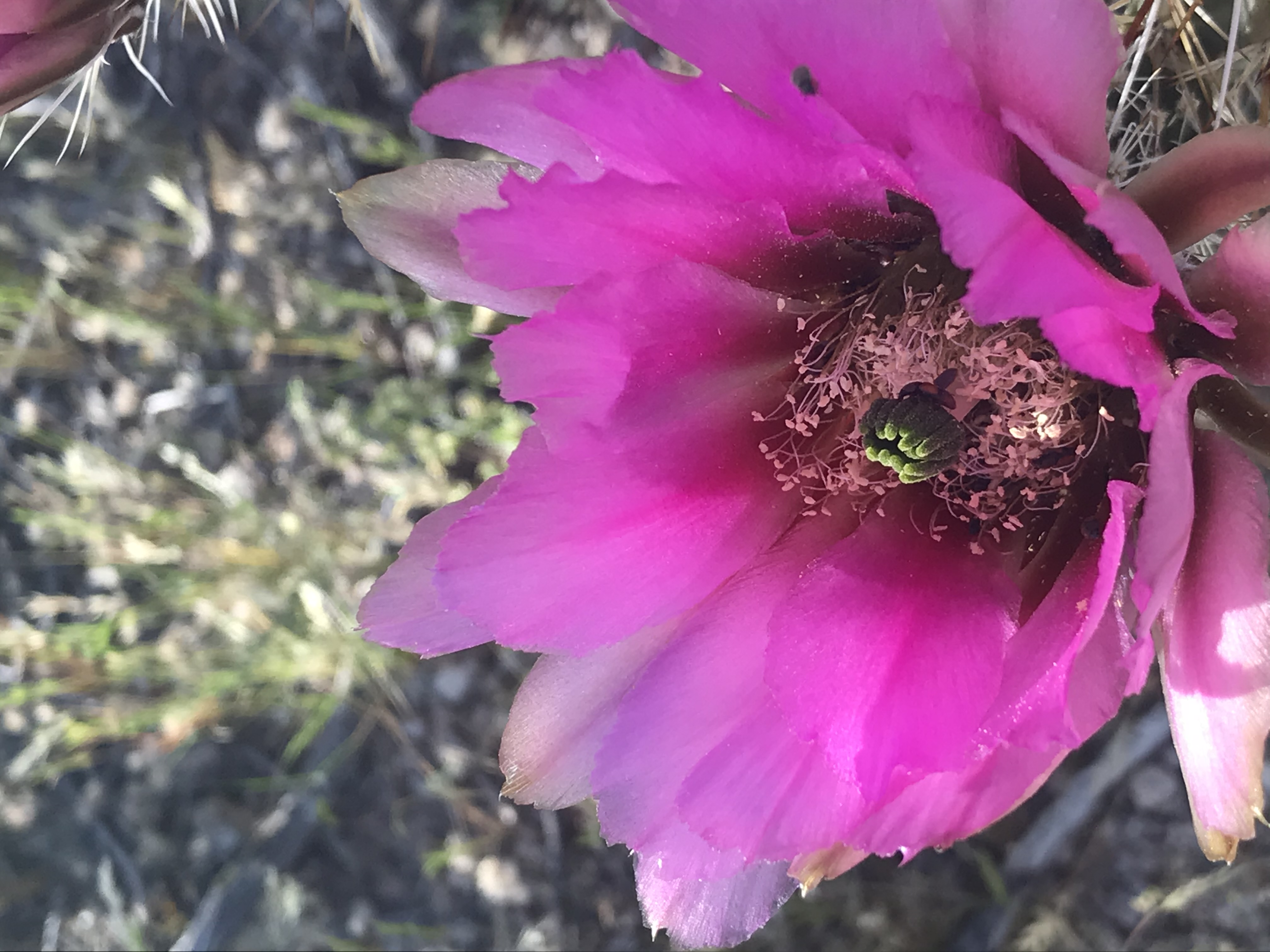 Find Trees & Learn | UA Campus Arboretum