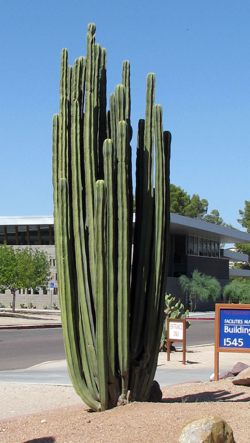 Succulents Craft Supplies Tools Mexican Fence Post Cactus Pachycereus