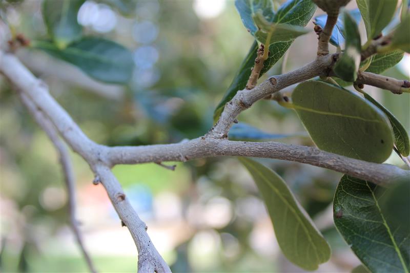 Find Trees & Learn | University of Arizona Campus Arboretum
